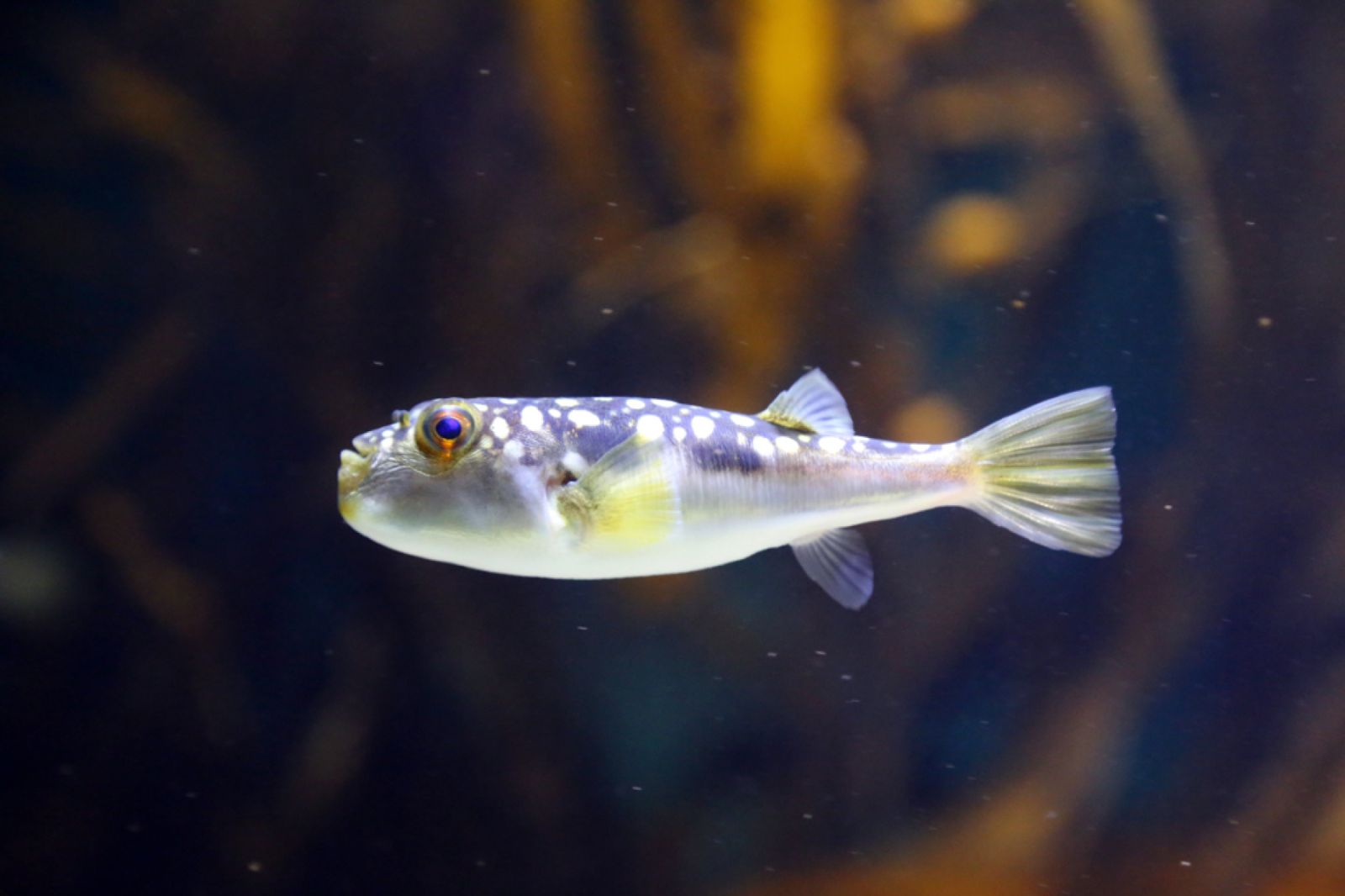 The Two Oceans Aquarium in 20 pictures